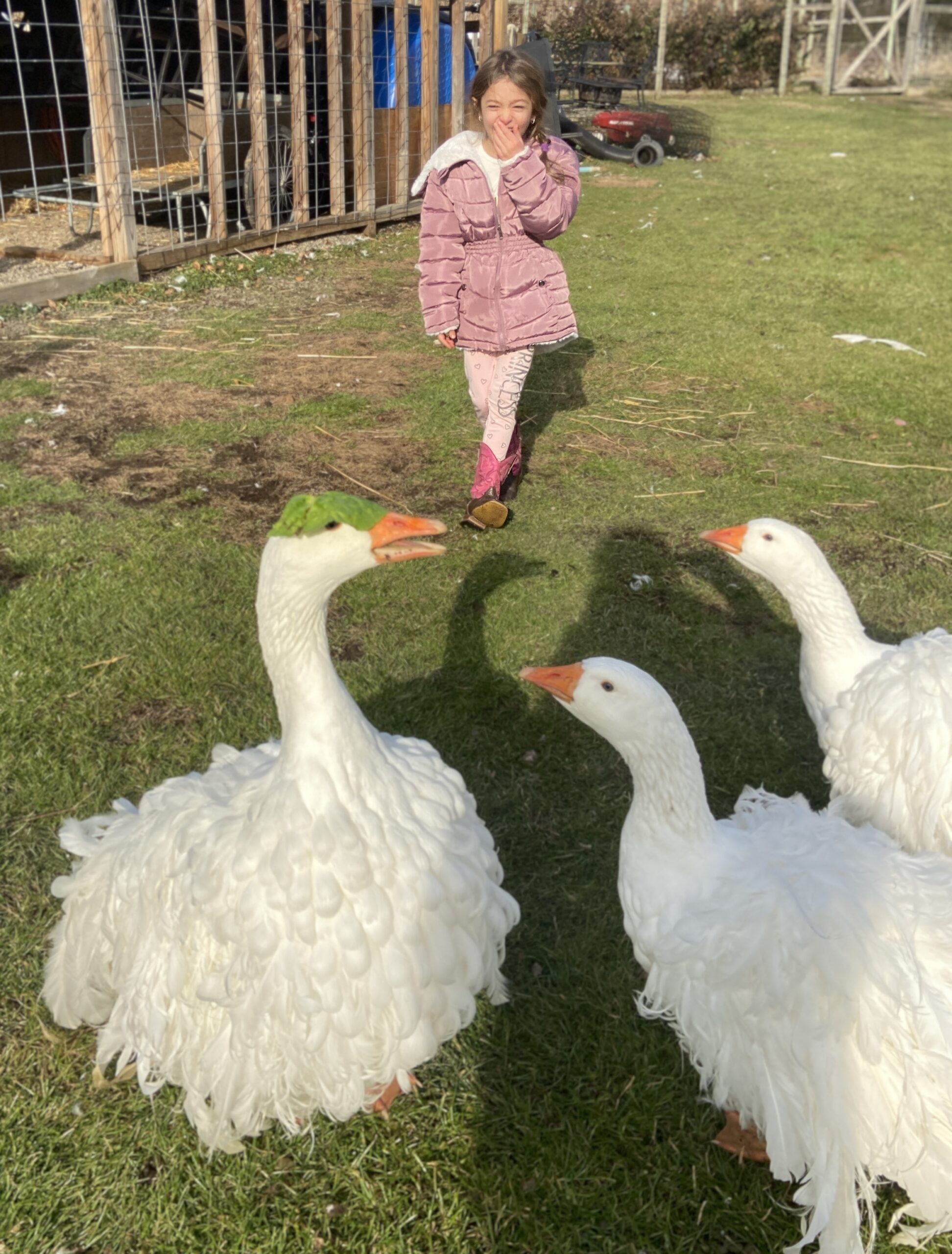 Goose Incubation Guide - Backyard Poultry